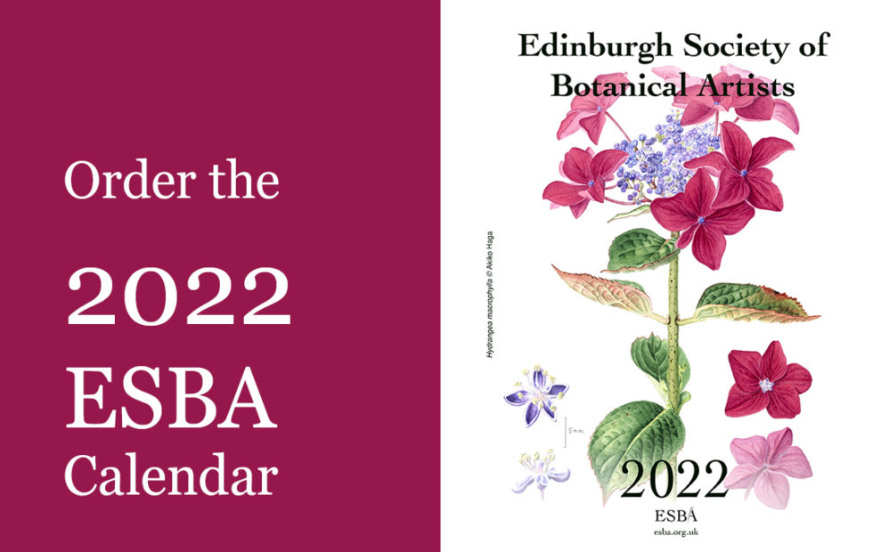 Order the 2022 ESBA Calendar | Edinburgh Society of Botanical Artists